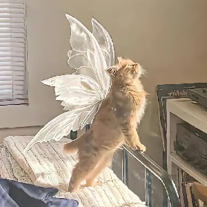 爱吃猫咪的鱼子酱 