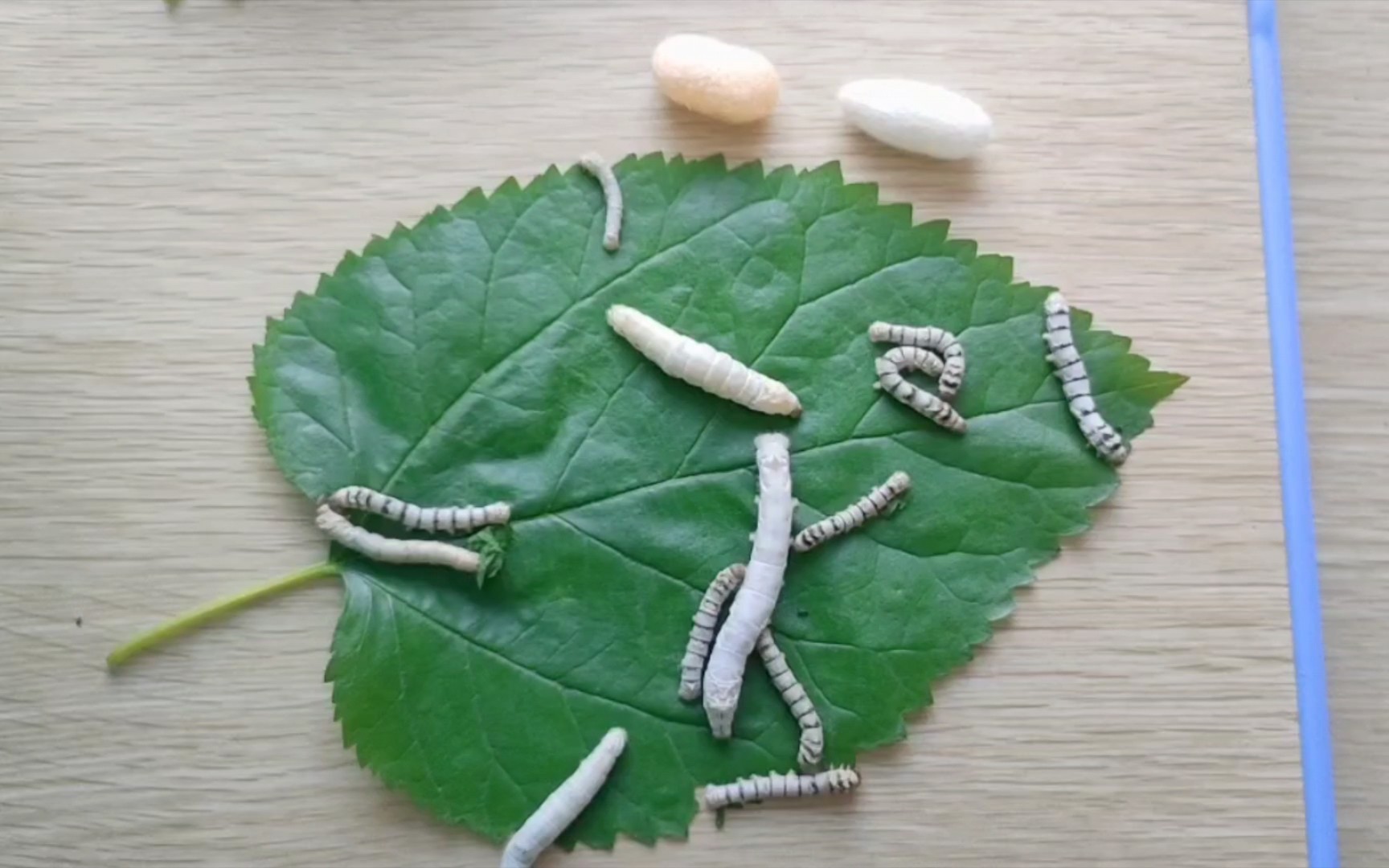 蚕宝宝:开箱有惊喜,我结茧啦,彩色的哟