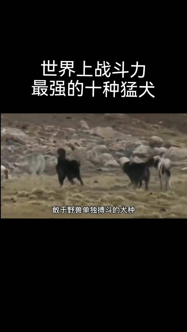 世界上战斗力最强的十大猛犬,东方神犬藏獒只能排第四