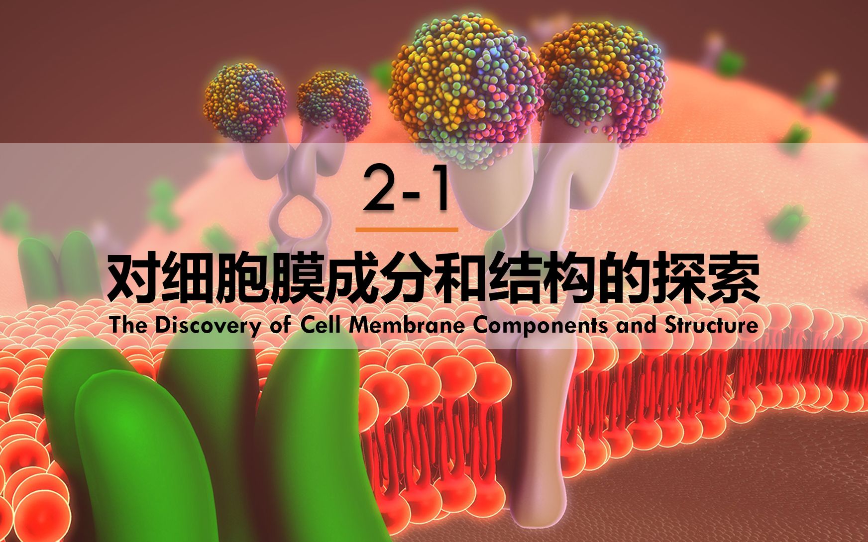 探索历程1 对细胞膜成分的探索