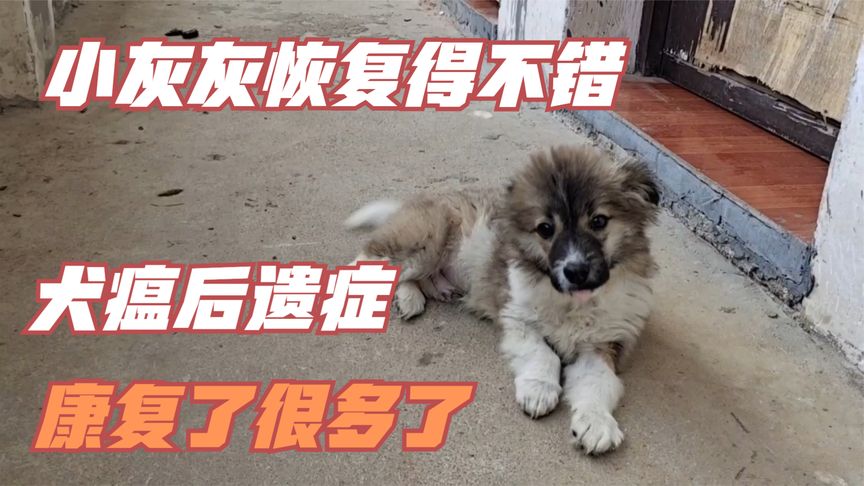 小灰灰恢复的越来越好了,犬瘟后遗症抽搐越来越轻了,太棒了。