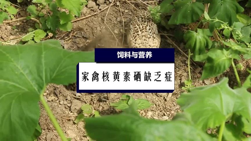 #饲料与营养 脚趾瘫痪, 家禽的核黄素和硒缺乏症。