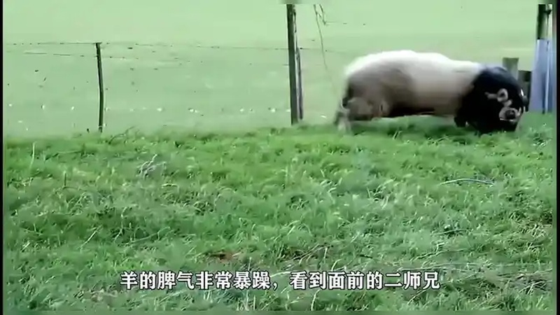 一只羊作死挑衅公牛,结果悲剧了,镜头记录全过程