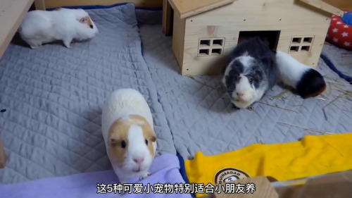 适合学生党养的五种可爱小宠物,你养了几种?