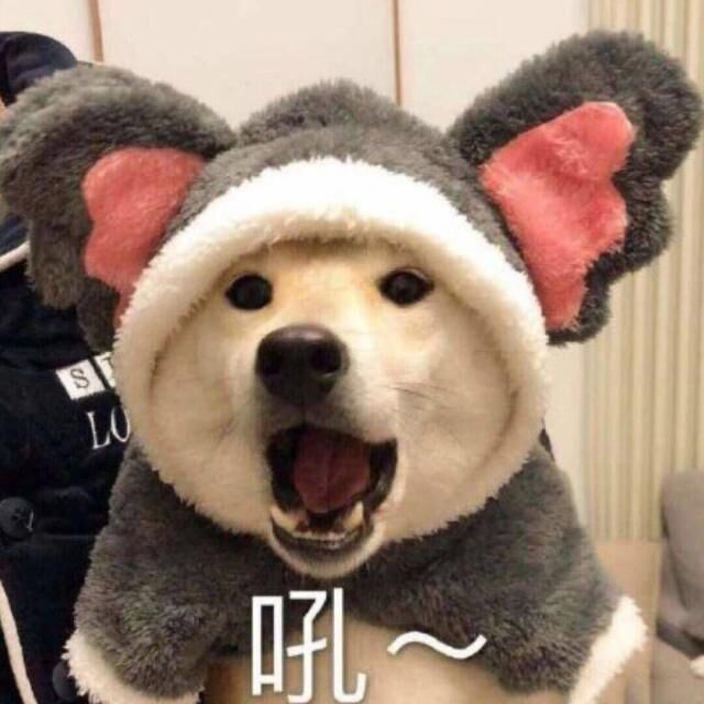 菜腿奈特Knight 