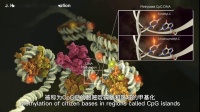3D动画:表观遗传学概述