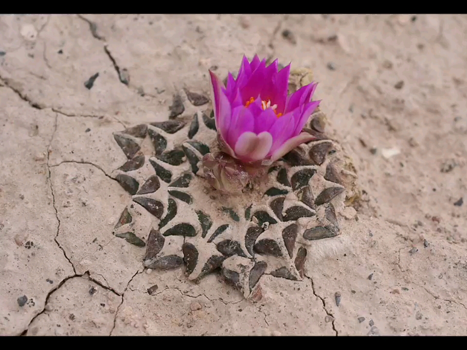 每天认识一款仙人球 岩牡丹属黑牡丹