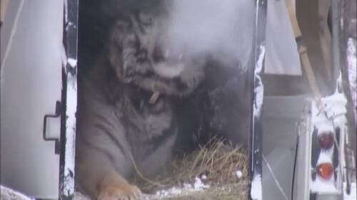 东北虎的历年种群数量变化,以及相对应事件的发生