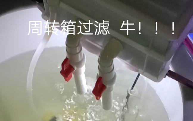 给鱼缸新换了强大的周转箱过滤