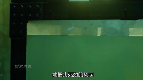 女人被困水箱里6年,6年后却意外复活《失联》