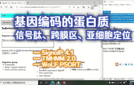 基因所编码的蛋白质 信号肽、跨膜区、亚细胞定位预测 SignaIP 4.1/...