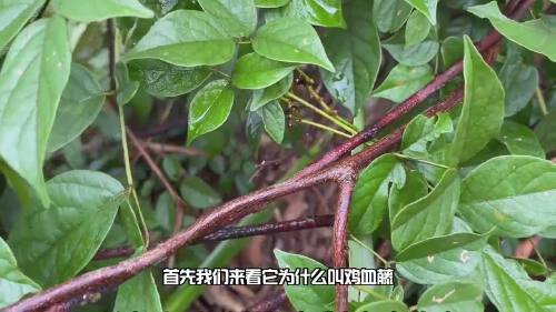 鸡血藤:一味被忽视的千年奇药,活血通经效果惊人!