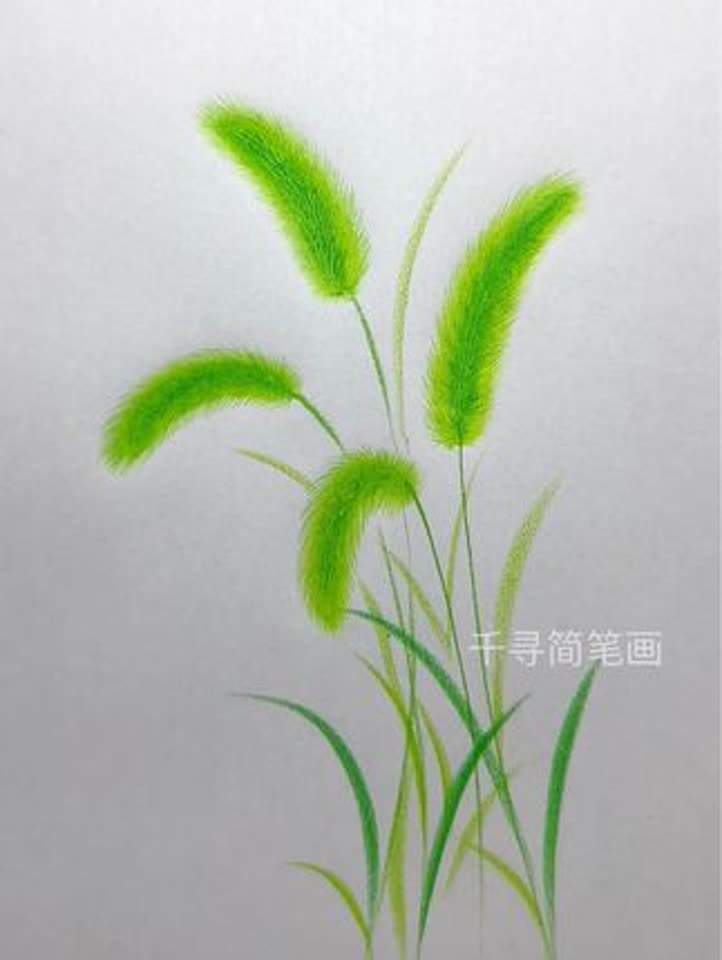 简单画狗尾巴草,零基础快快画起来#零基础学画画 #简易花草画法