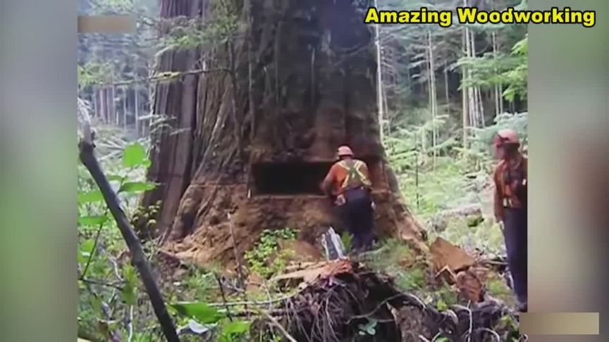 看看如何砍伐巨大的树木