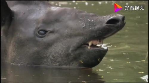 貘与犀牛河马是近亲,但它的每个脚趾,都形成单独的蹄