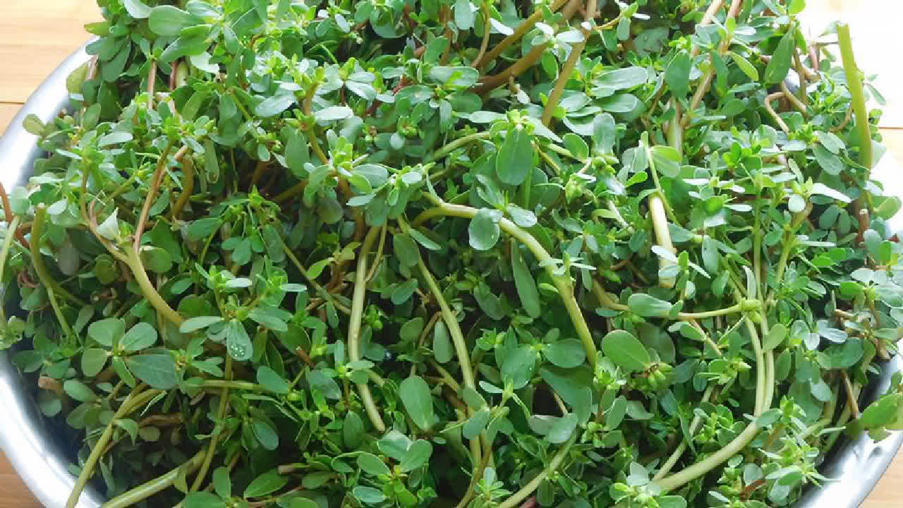 农村常见的"长命草",野地里的天然"抗生素",你吃过吗?