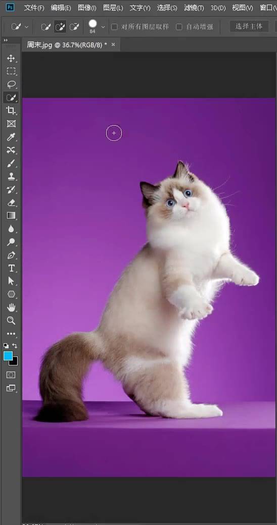 PS万物皆可抠之抠取毛发动物!你还在为抠发丝动物毛发而发愁吗