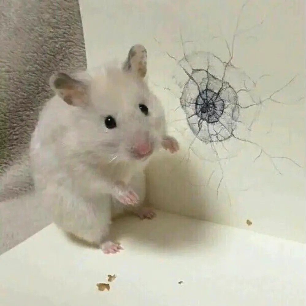 小白鼠说游戏 