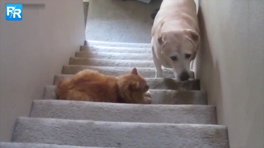 猫和狗打架,为什么总是狗输?