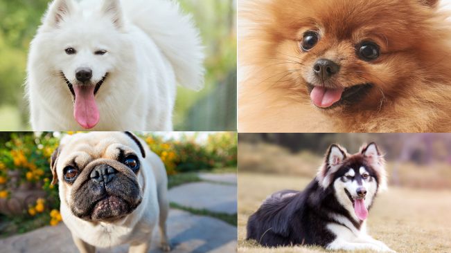 第一次养狗,该选什么品种好呢?