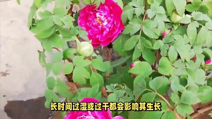 牡丹的养殖办法和注意事项