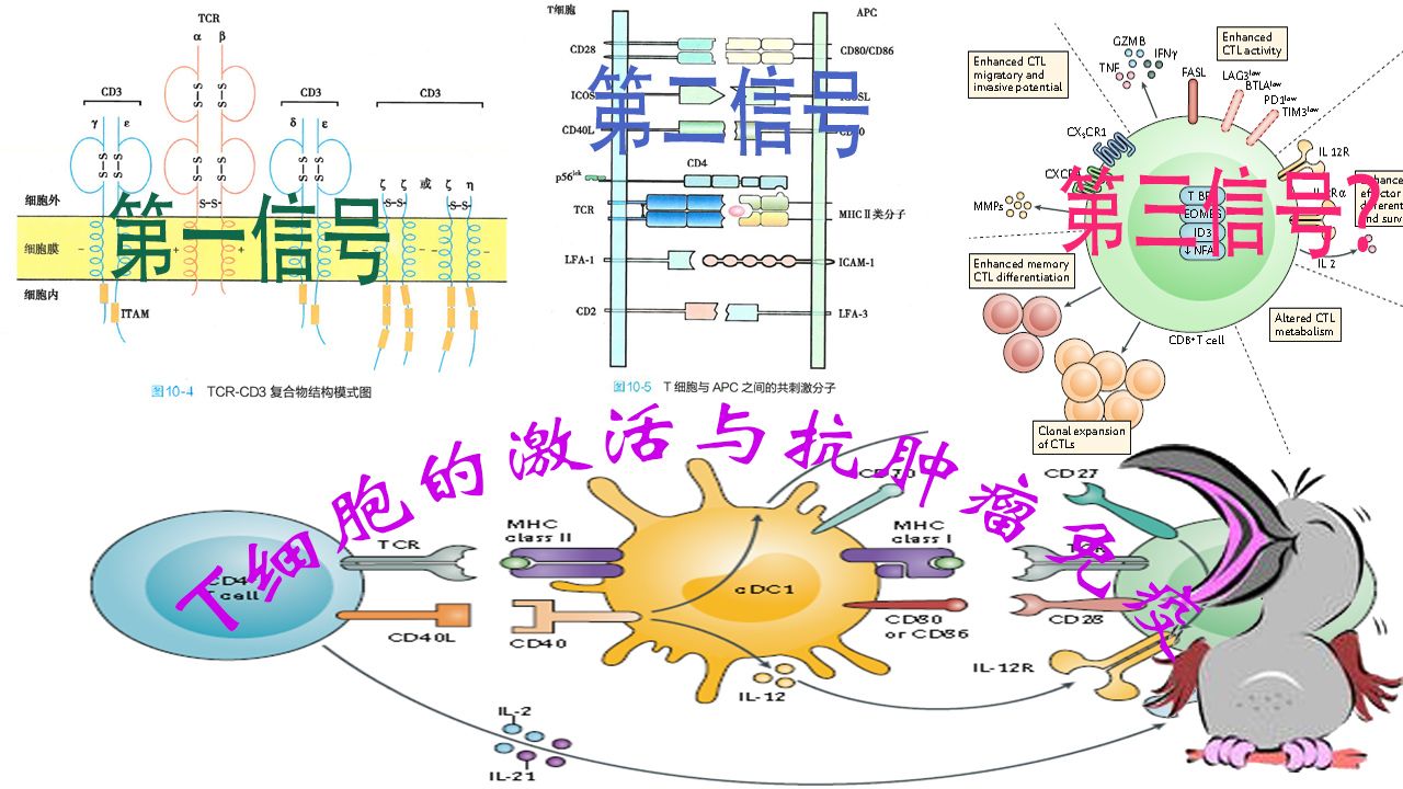 SCI文献导读——【综述】1月12日 T细胞激活分几步?抗肿瘤免疫的基础
