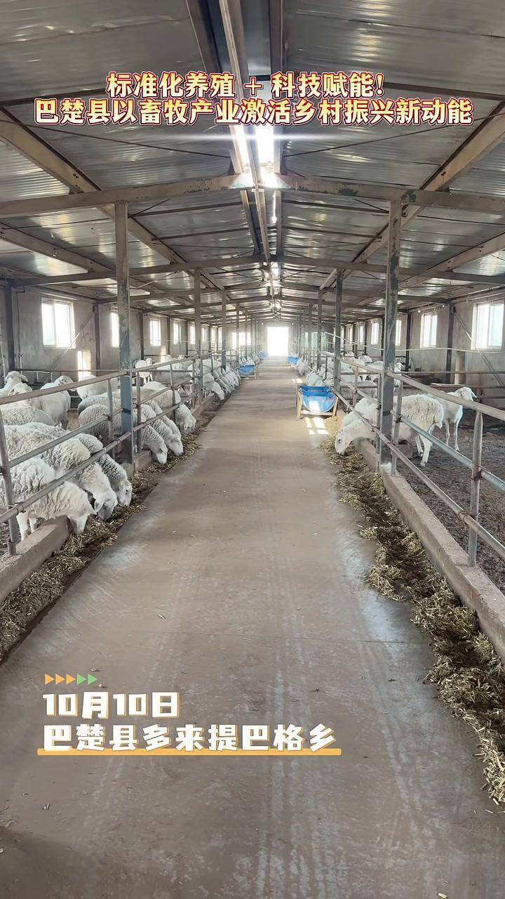标准化养殖+科技赋能!巴楚县以畜牧产业激活乡村振兴新动能(记者:...