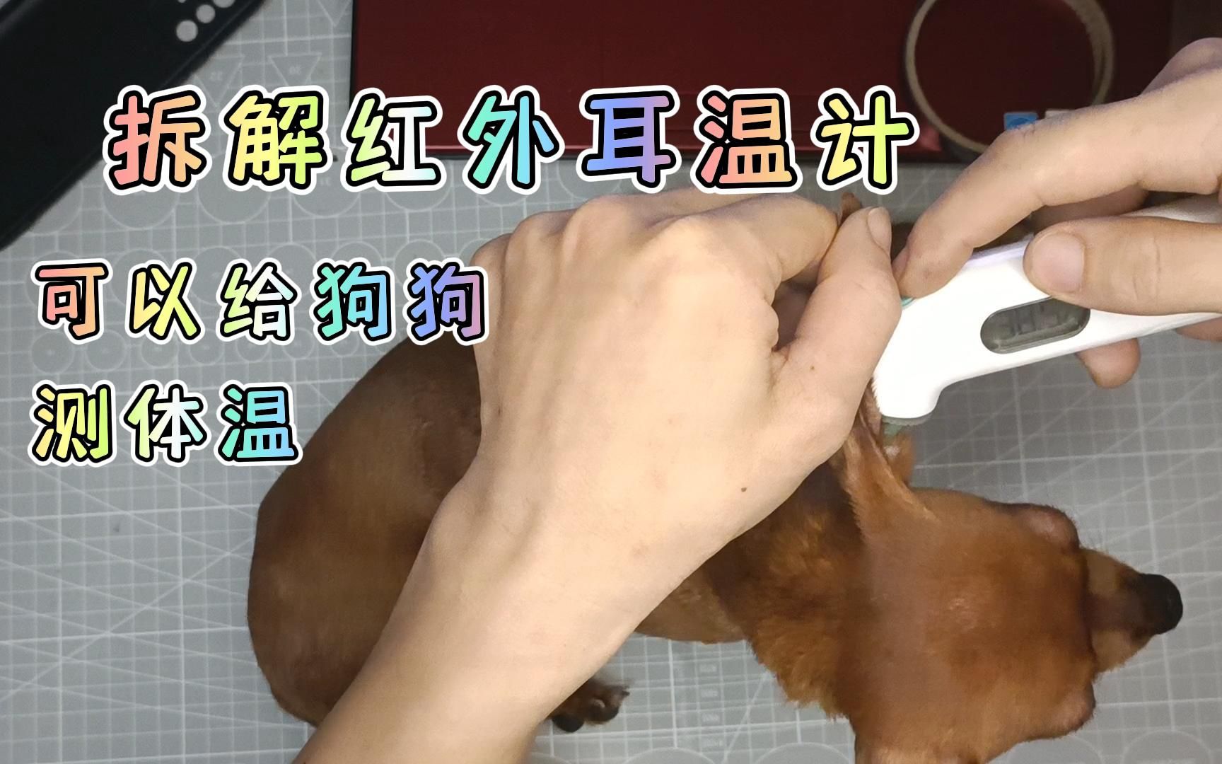 拆解德国进口博朗红外体温计,可以给狗狗测体温的耳温计,看看它的...