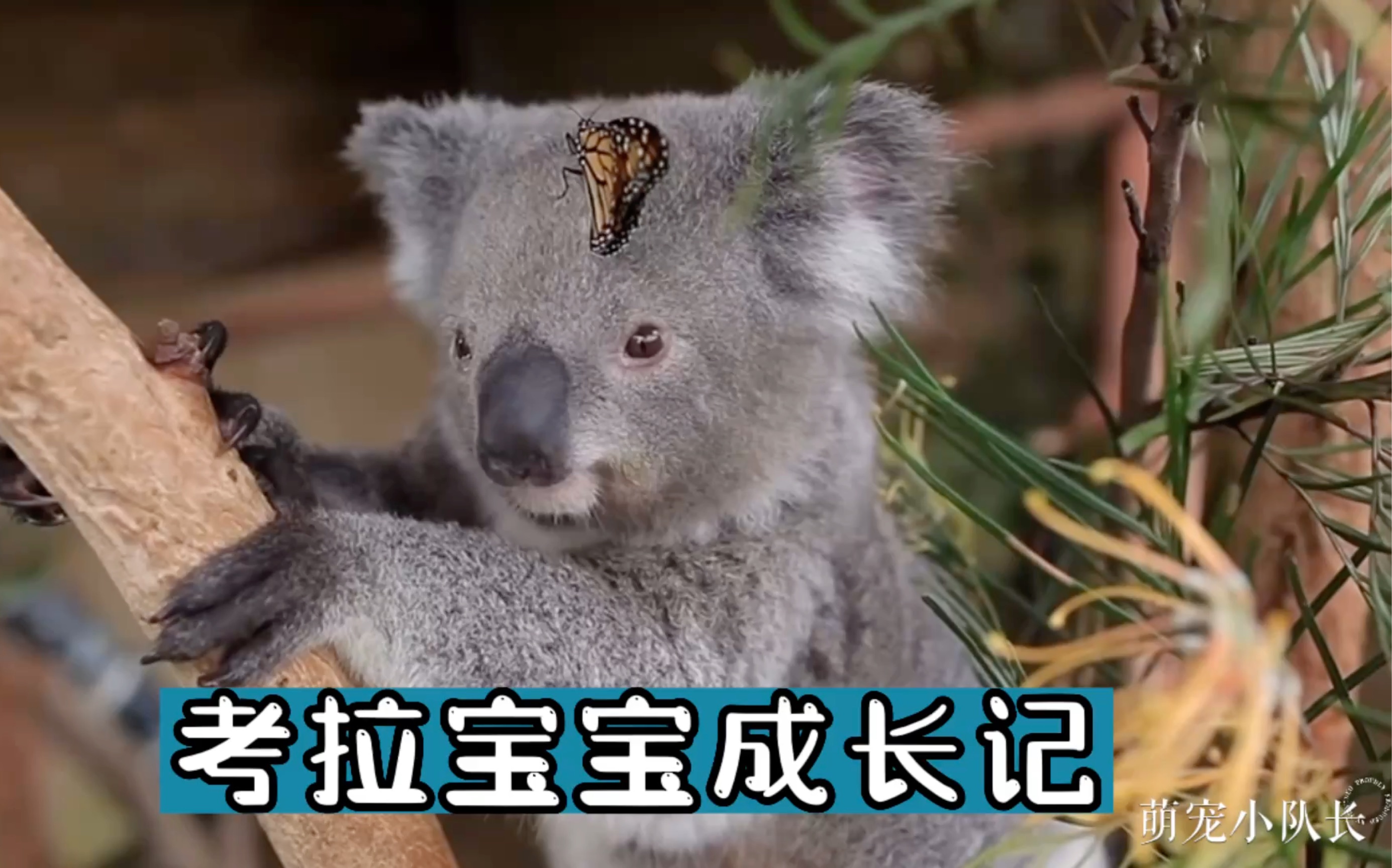 考拉 | 考拉宝宝成长记 保护动物人人有责