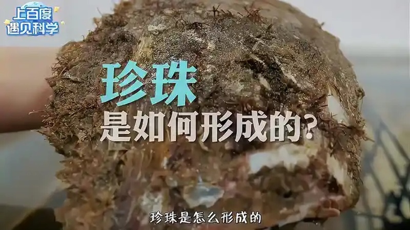 想了解珍珠形成奥秘河蚌为何能开出珍珠一分钟解惑!