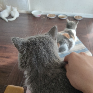 猫酱飞葡萄 