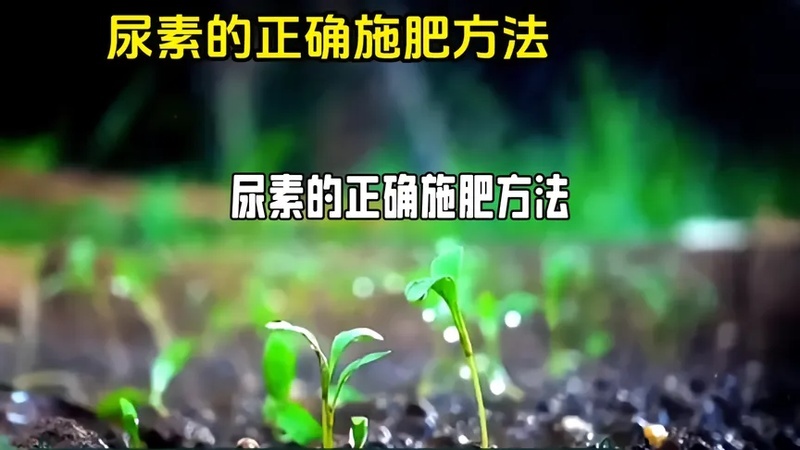 尿素的正确施用方法 助农 尿素 服务三农支持三农