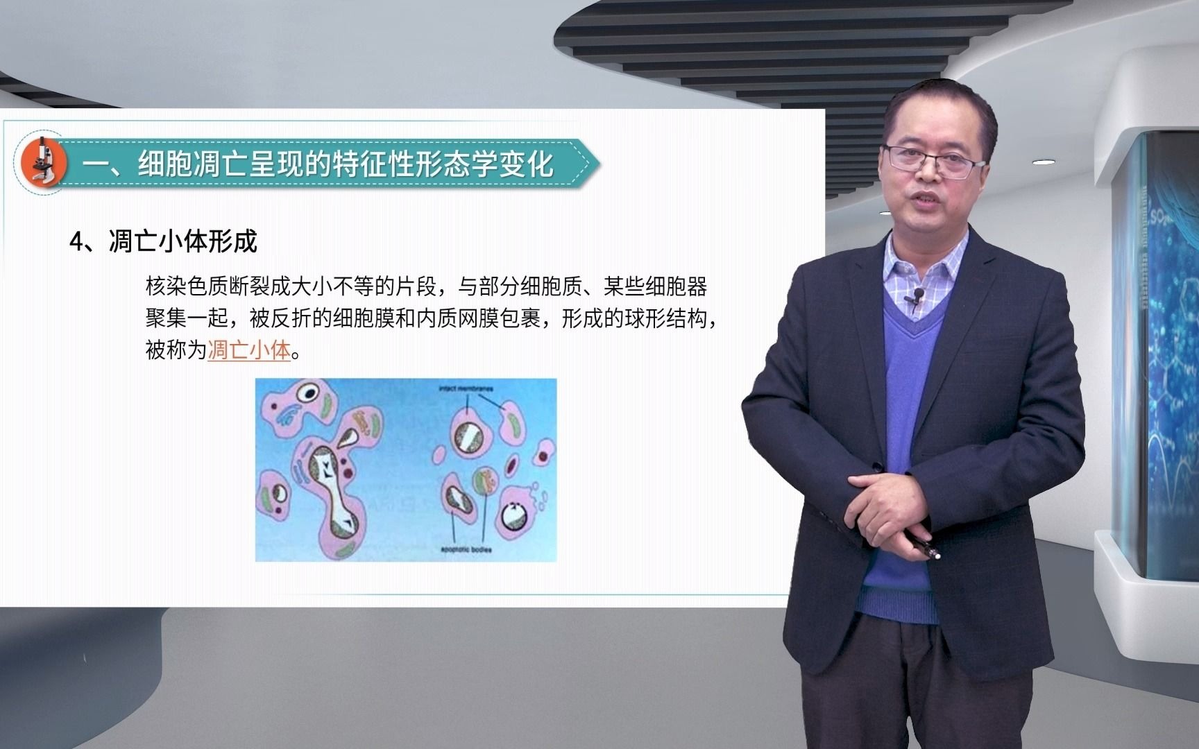 16.3 细胞凋亡特征性变化_细胞生物学_李军林