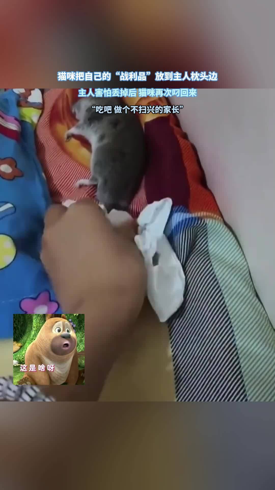猫咪把自己的战利品放到主人枕头边主任害怕丢掉后猫咪再次调回来