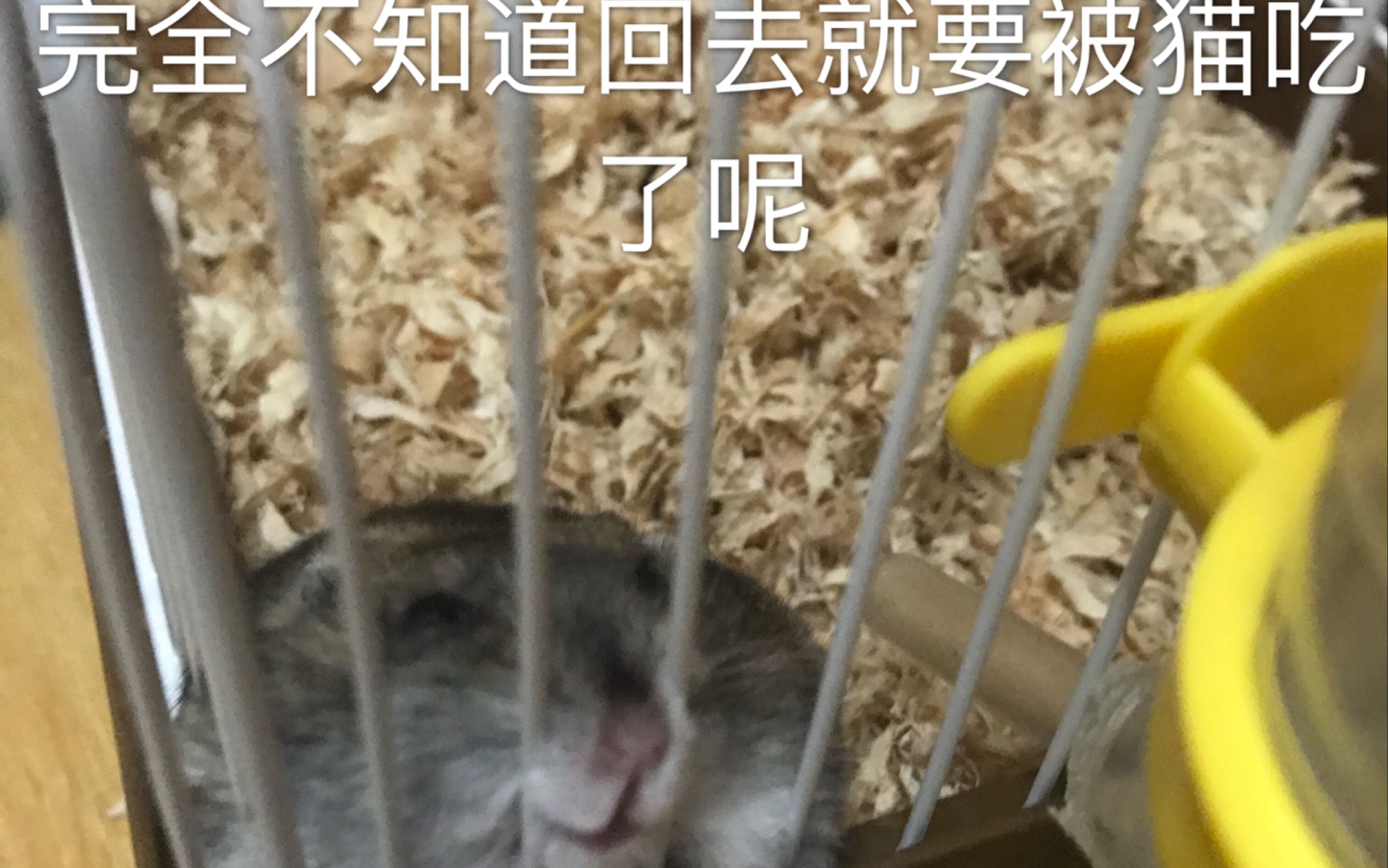 大学生宿舍装扮来啦!我的美丽布置和我舍友的超美丽布置&宝贝仓鼠...