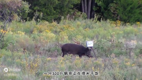 农场主大战野猪,惊喜大作战!
