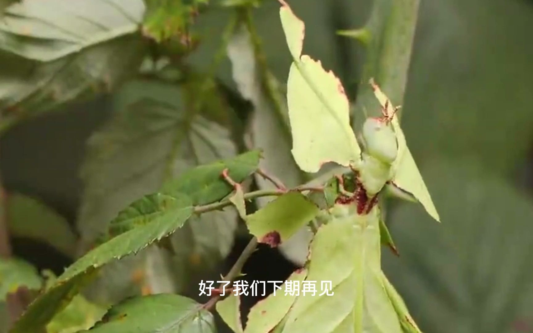 长的像叶子一样的虫子 虫界的伪装大师