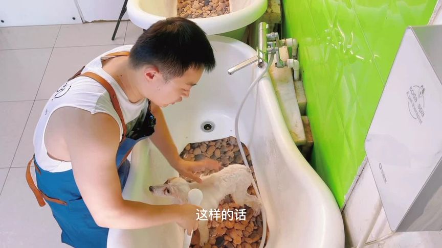 赛级贵宾犬洗护流程#宠物洗澡 #宠物洗护