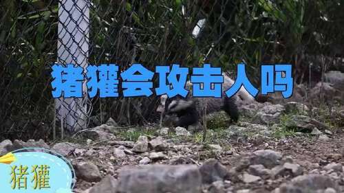 猪獾真会主动攻击人?遇险时这些保命动作必须知道!