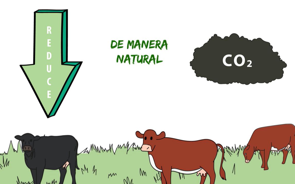 阿根廷畜牧业正减少温室气体排放,并与其他农业部门的生产趋于平衡