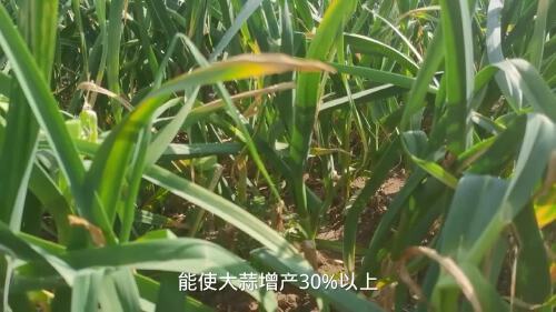 大蒜进入生长中后期,给它用上三个小妙招,大蒜增产百分之三十