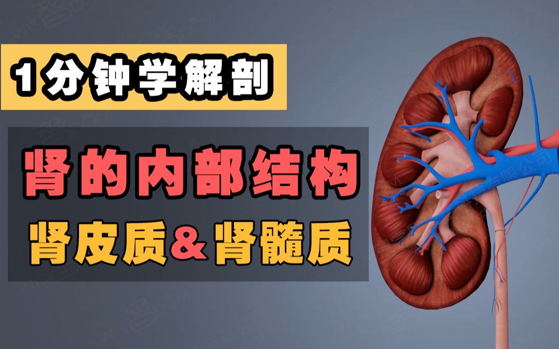 【1分钟学解剖】泌尿系统 肾的剖面结构,开学复习计划-皮质和髓质,...