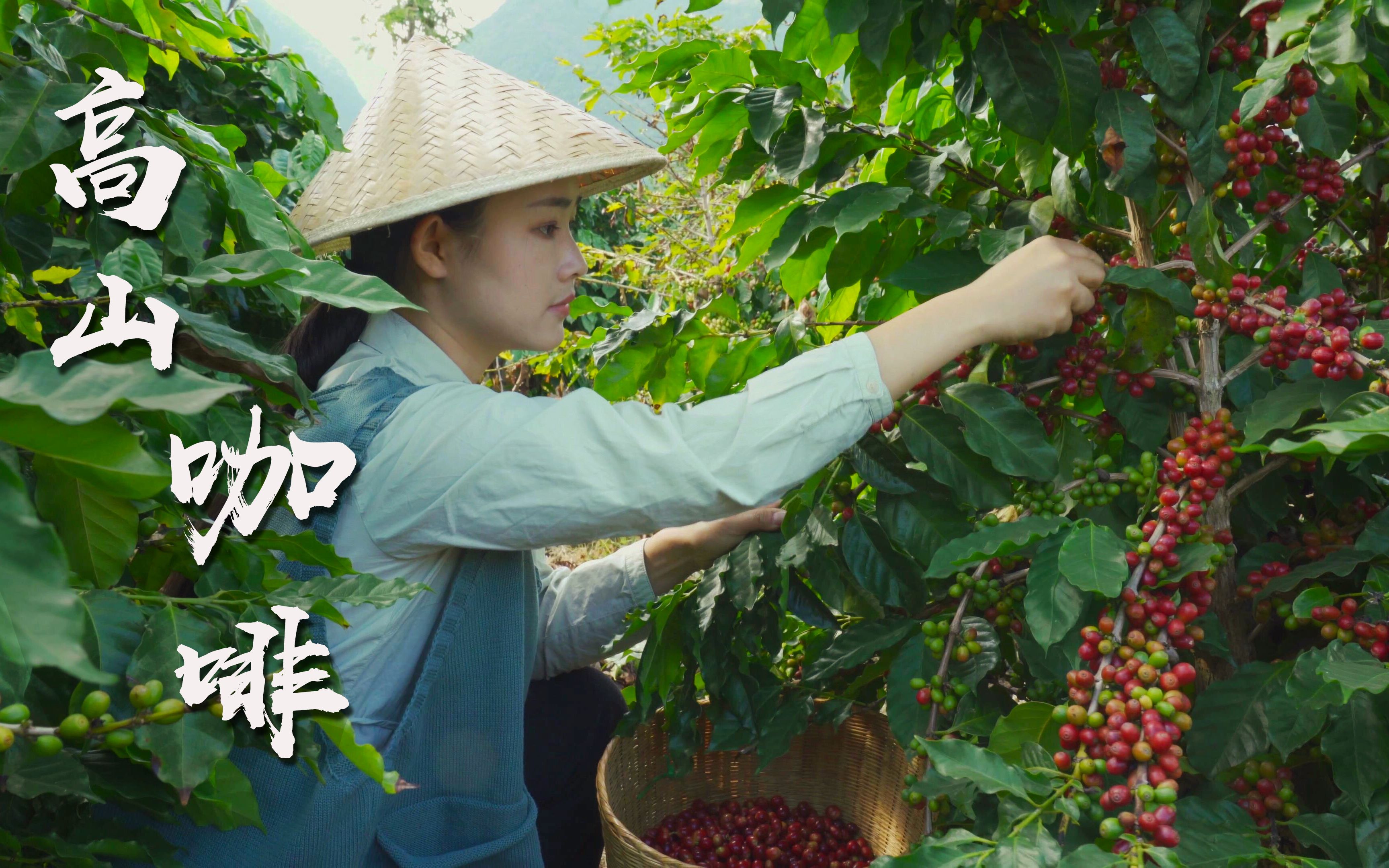 自制烘焙咖啡豆,家人说像喝中药?【滇西小哥】