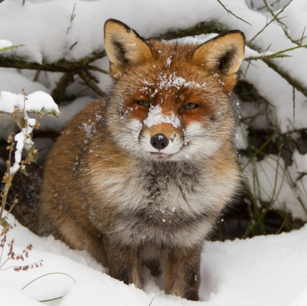 LIEFox 