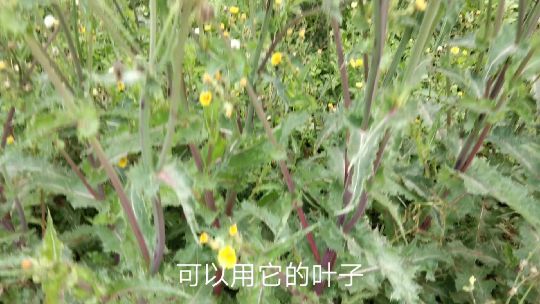 田间发现了好多续断菊,大家知道它的用处吗