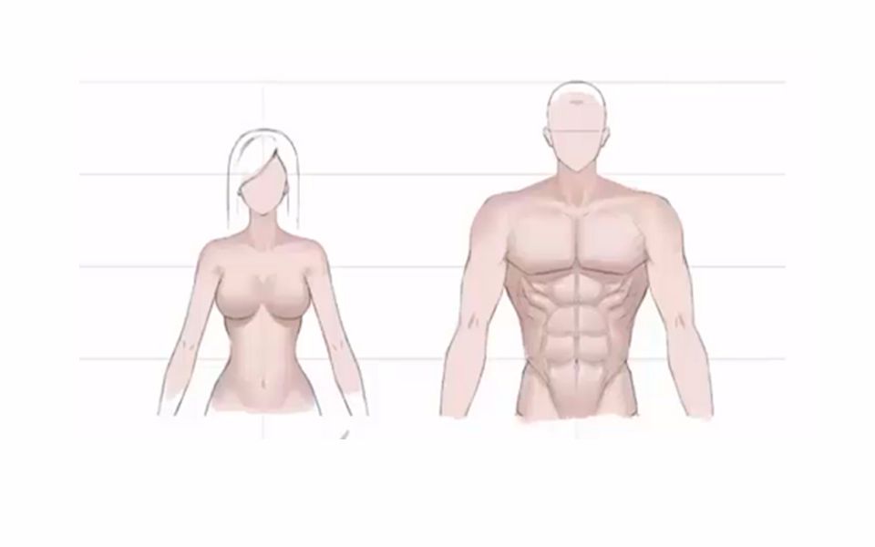 男女胸腔肌肉结构的简易画法,看完还不会的请自觉剁手。