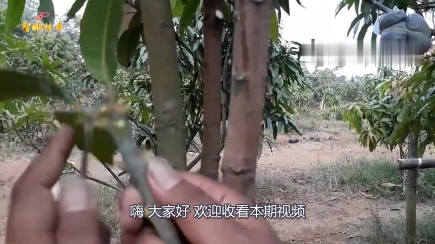 芒果树修剪技术,这些你都知道吗?