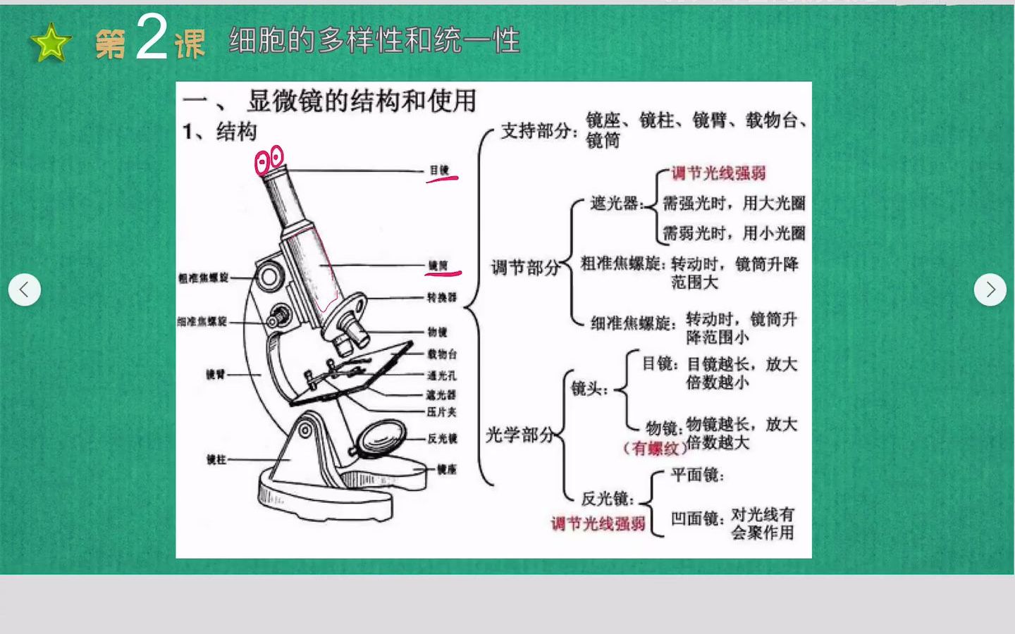必修一第一章第二节:细胞的统一性和多样性
