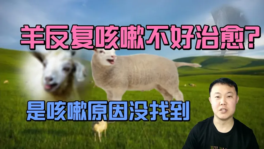 引起羊咳嗽的原因都有哪些?如何治疗羊咳嗽?羊咳嗽疾病的总结。