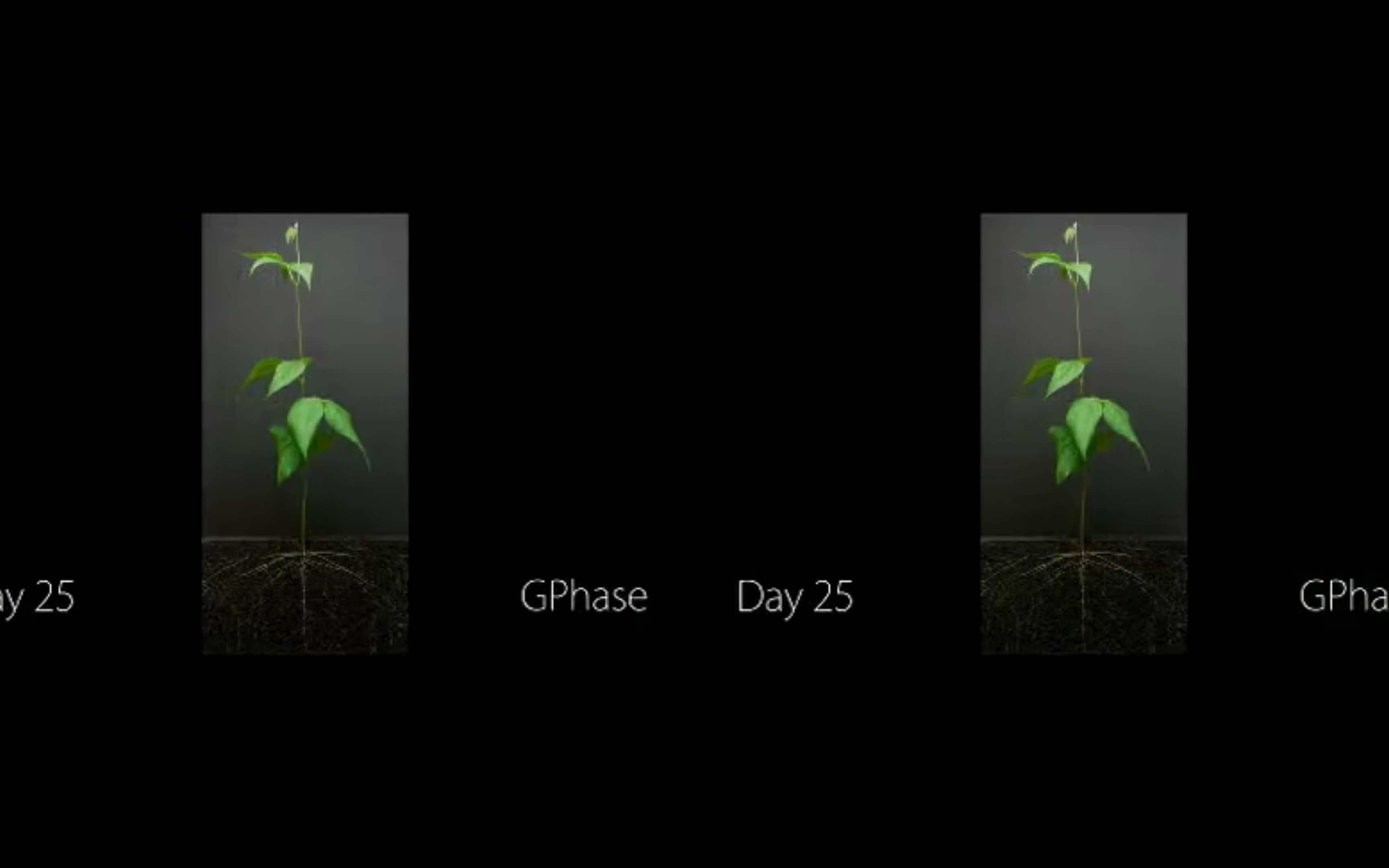 实验:种子萌发的环境条件